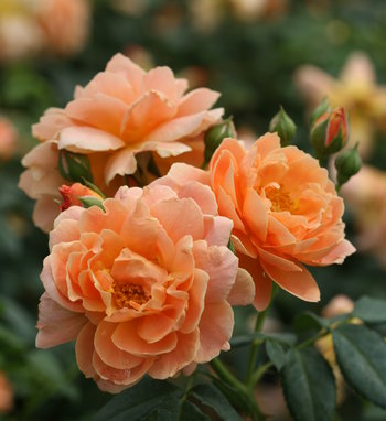 at_last_rose.jpg | Proven Winners