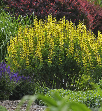 Decadence® Deluxe 'Pink Lemonade' - False Indigo - Baptisia hybrid ...