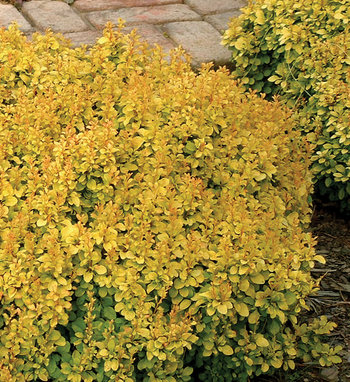 Sunjoy® Mini Saffron - Barberry - Berberis thunbergii | Proven Winners