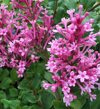Bloomerang Purple - Reblooming Lilac