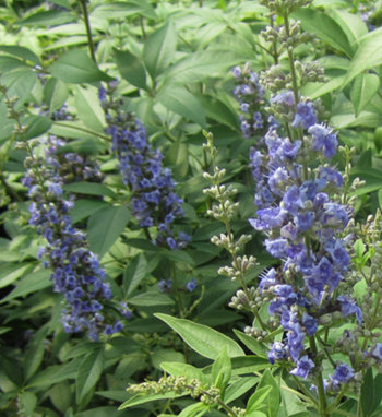 Blue Diddley Vitex (Chastetree) | Proven Winners