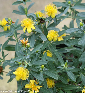 Hypericum | Proven Winners