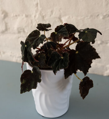 Bold Belles™ Obsidian™ - Black Forest - Begonia maculata | Proven Winners