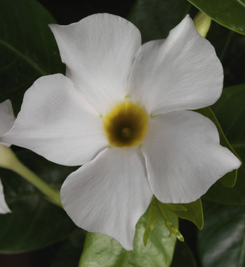 Bombshell® Coral Pink - Mandevilla hybrid | Proven Winners