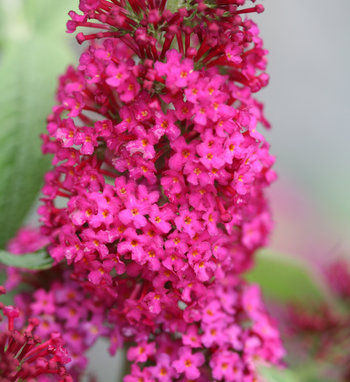 Buddleia | Proven Winners