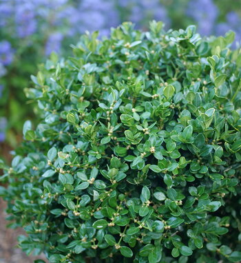 Buxus | Proven Winners
