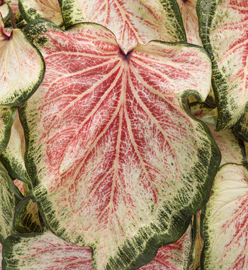 Heart to Heart® 'Blushing Bride' - Sun or Shade Caladium - Caladium ...