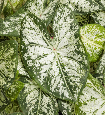 Heart to Heart® 'Blushing Bride' - Sun or Shade Caladium - Caladium ...