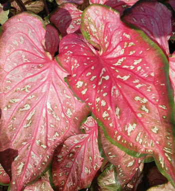 Heart to Heart® Caladium Series