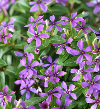 Soiree Kawaii® White Peppermint - Vinca - Catharanthus hybrid | Proven ...