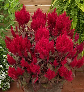 Celosia | Proven Winners