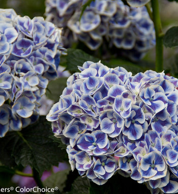 Cityline® Vienna - Bigleaf Hydrangea - Hydrangea macrophylla | Proven ...
