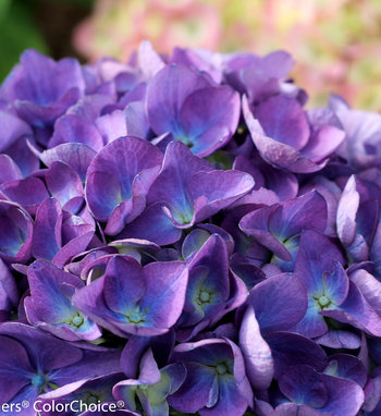 Cityline® Paris - Bigleaf Hydrangea - Hydrangea macrophylla | Proven ...