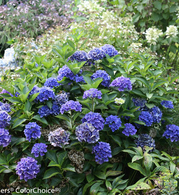 Cityline® Mars - Bigleaf hydrangea - Hydrangea macrophylla | Proven Winners