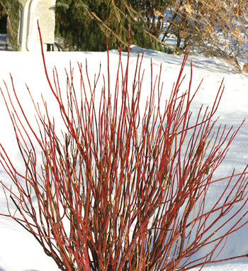cornus_arctic_fire_farrow_121310.jpg | Proven Winners