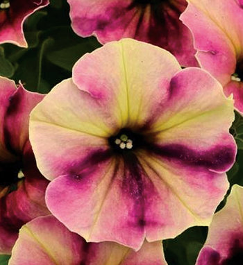 Crazytunia® | Proven Winners