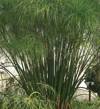Graceful Grasses® Queen Tut™ - Dwarf Papyrus - Cyperus prolifer ...
