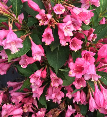 Weigela - Deer-Resistant Shrubs with Pink, Red or White Flowers ...