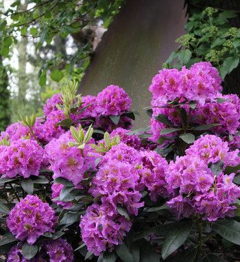 Dandy Man® Pink - Rhododendron x | Proven Winners