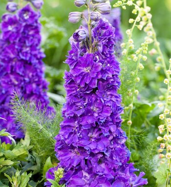 Delgenius™ 'Neva' - larkspur - Delphinium x hybridus | Proven Winners