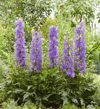 Delgenius™ 'Kingsley - Larkspur - Delphinium x hybrid | Proven Winners