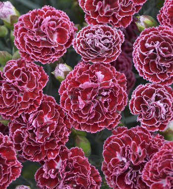 Fruit Punch® 'Black Cherry Frost' - Pinks - Dianthus hybrid | Proven ...