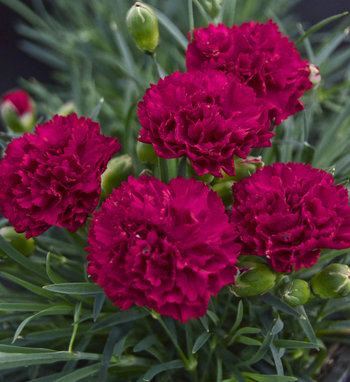 Dianthus Flowers (Pinks) | Proven Winners