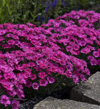 Dianthus Flowers (Pinks) | Proven Winners
