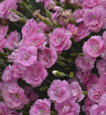 Dianthus Flowers (Pinks) | Proven Winners
