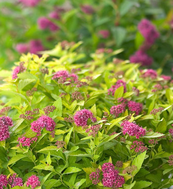 Double Play® Red - Spirea - Spiraea japonica | Proven Winners