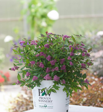 Double Play® Red - Spirea - Spiraea japonica | Proven Winners