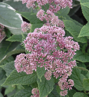 Eupatorium | Proven Winners