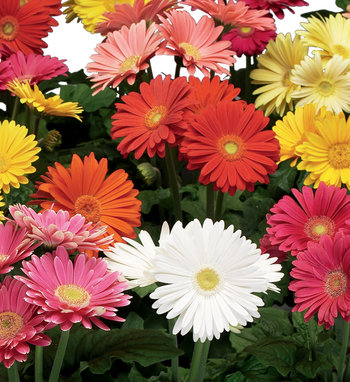 EZdazy™ Springtime Mix - Gerbera hybrid | Proven Winners