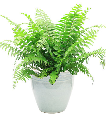 fern_macho.jpg | Proven Winners