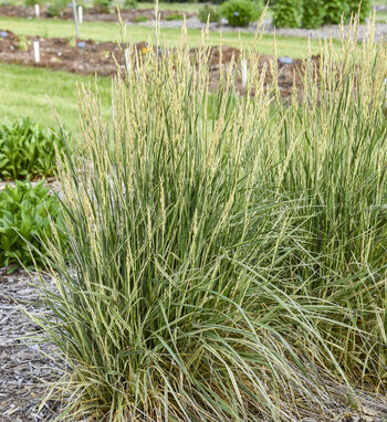 Festuca | Proven Winners