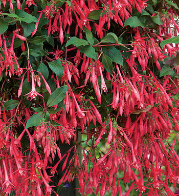 Fuchsia | Proven Winners