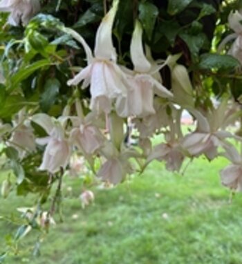 Fuchsia | Proven Winners