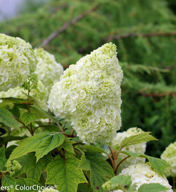 Hydrangea | Proven Winners