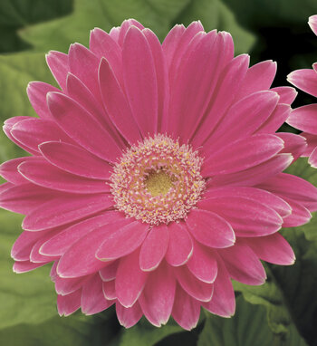 Gerbera | Proven Winners