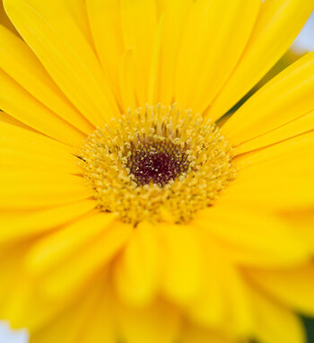 Gerbera | Proven Winners