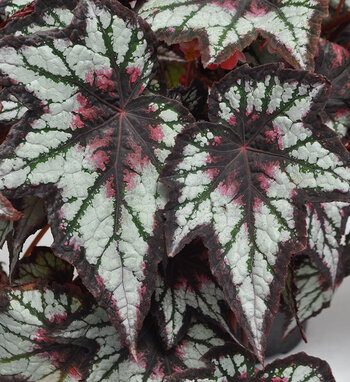 Bewitched™ Lavender - Rex Begonia - Begonia rex | Proven Winners