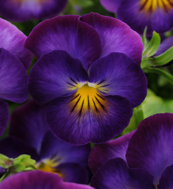 Viola | Proven Winners