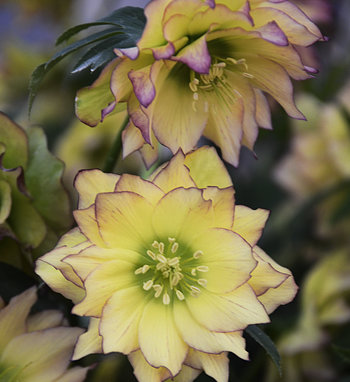 Wedding Party® True Love - Lenten Rose - Helleborus hybrid | Proven Winners