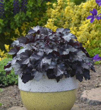 Heuchera | Proven Winners