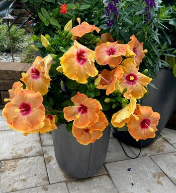 Hollywood Hibiscus™ First Lady™ - Tropical Hibiscus - Hibiscus rosa ...