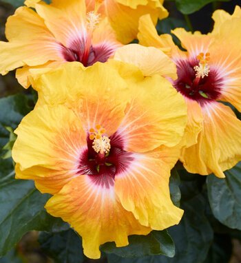Hollywood Hibiscus™ First Lady™ - Tropical Hibiscus - Hibiscus rosa ...
