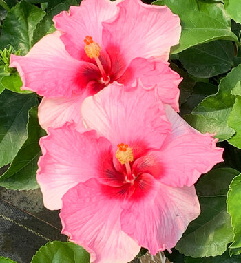 Hollywood Hibiscus® First Lady™ - Tropical Hibiscus - Hibiscus rosa ...