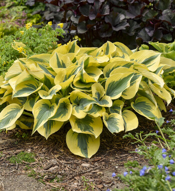 Shadowland® 'Love Story' - Hosta hybrid | Proven Winners