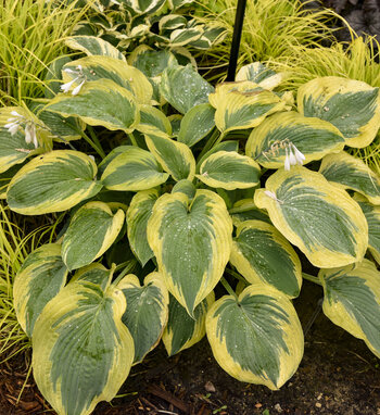 Hosta | Proven Winners