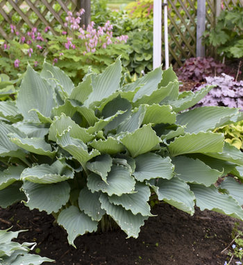 Shadowland® 'Miss America' - Hosta hybrid | Proven Winners